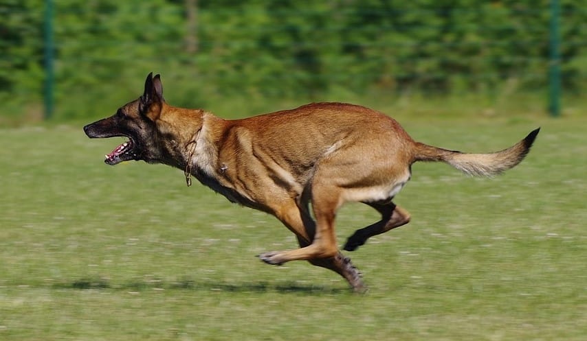 Energetic Dogs – Loving Life With Your Energetic Dog